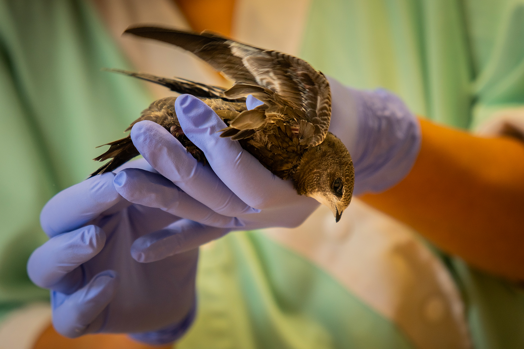 Fin de saison pour nos Martinets – Le Tétras Libre – Centre de ...